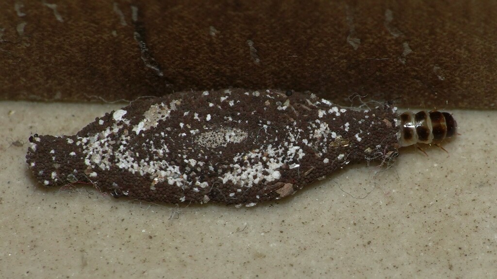 Household Casebearer from Eternity on March 16, 2024 at 06:46 AM by ...