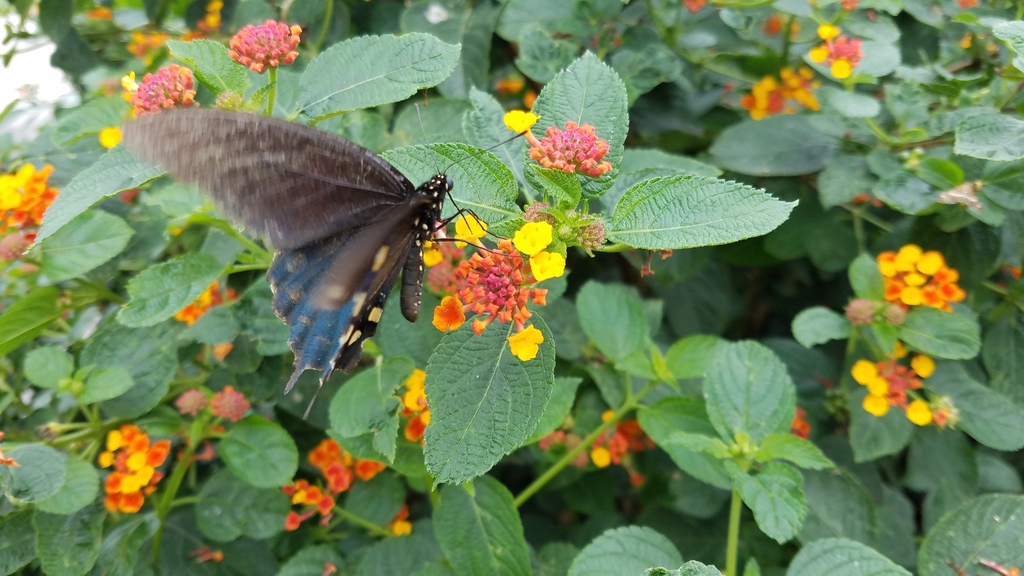 Pipevine Swallowtail from Del Rio, TX 78840, USA on November 8, 2016 at ...