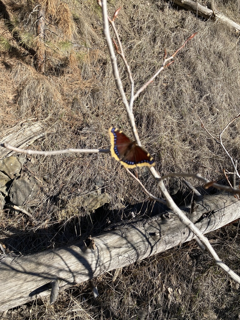 Mourning Cloak from Trans Canada Hwy E S, Kamloops, BC, CA on March 17 ...