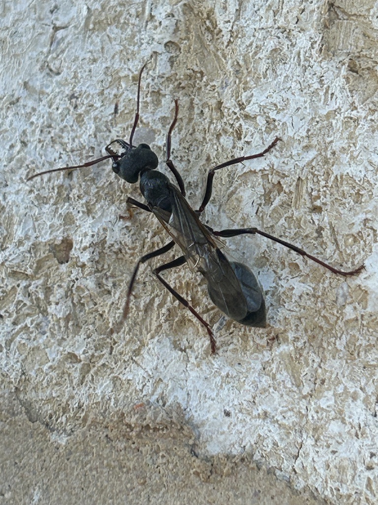 Inch Ant from Garden of Remembrance, Port Lincoln, SA, AU on March 10 ...