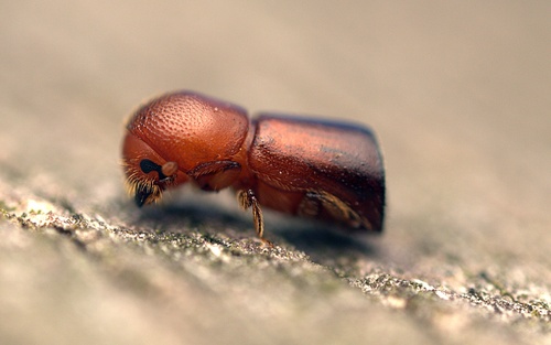 Keyhole Ambrosia Beetle (Amasa truncata) · iNaturalist