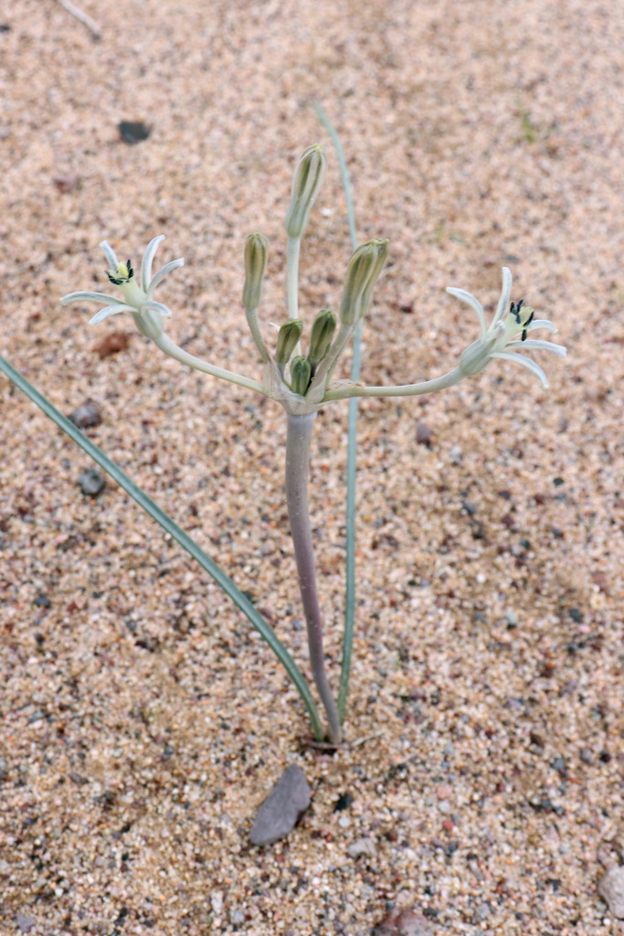small-flowered androstephium in March 2024 by Vahe Martirosyan ...