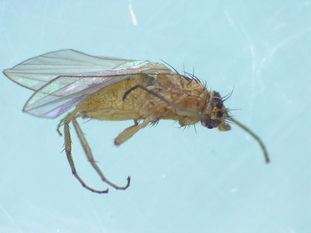 Small Grass Fly from Tapapakanga Regional Park 95 Deerys Road, Ōrere ...