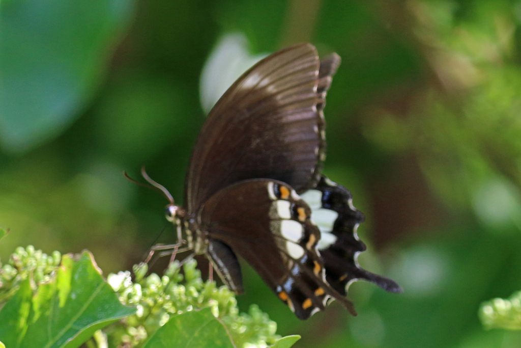 Papilio capaneus indicatus from Dauan Island, Queensland, Australia on ...