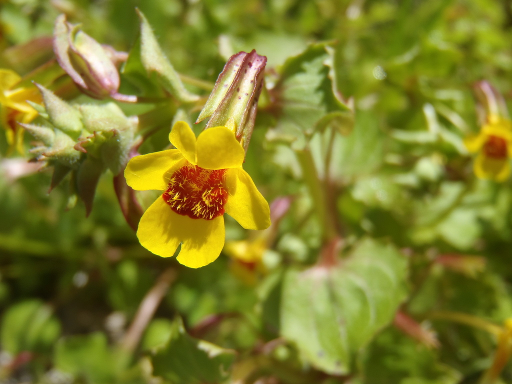 shy monkeyflower from Pima County, AZ, USA on March 16, 2024 at 11:31 ...