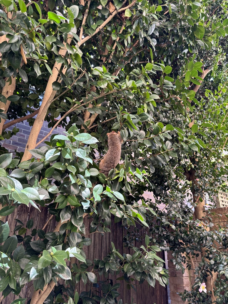 Common Ring-tailed Possum from Austin St, Lane Cove, NSW, AU on March ...