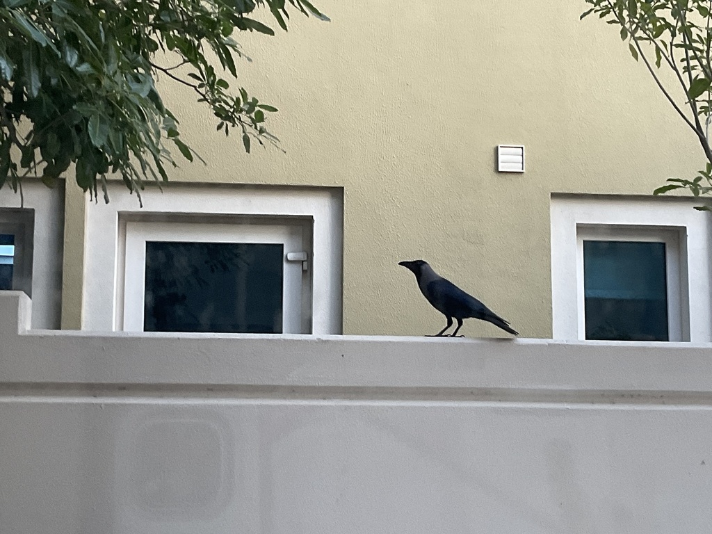 Crows and Ravens from Dubai - United Arab Emirates on March 19, 2024 at ...