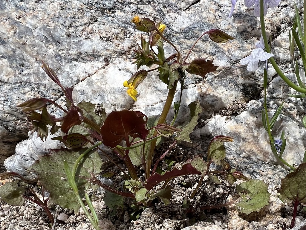 shy monkeyflower from Coronado National Forest, Tucson, AZ, US on March ...