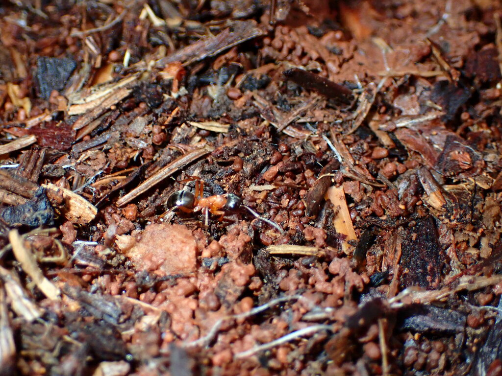 New World Red Bearded Ant from Arcata, CA, USA on March 18, 2024 at 05: ...