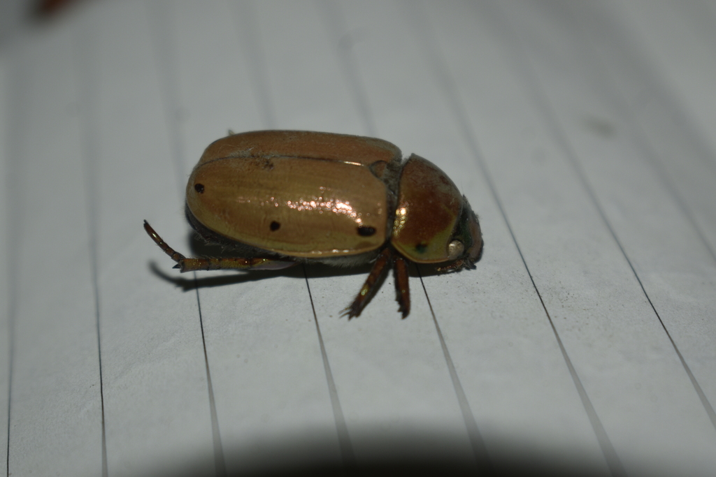 Precious Metal Scarabs from Mérida, Yuc., México on March 14, 2024 at ...