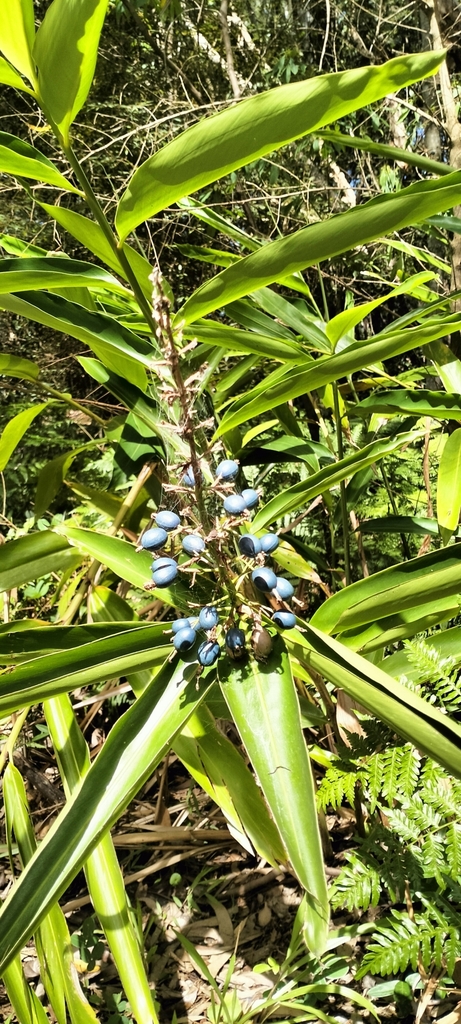 Native Ginger from Russell Island QLD 4184, Australia on March 19, 2024 ...