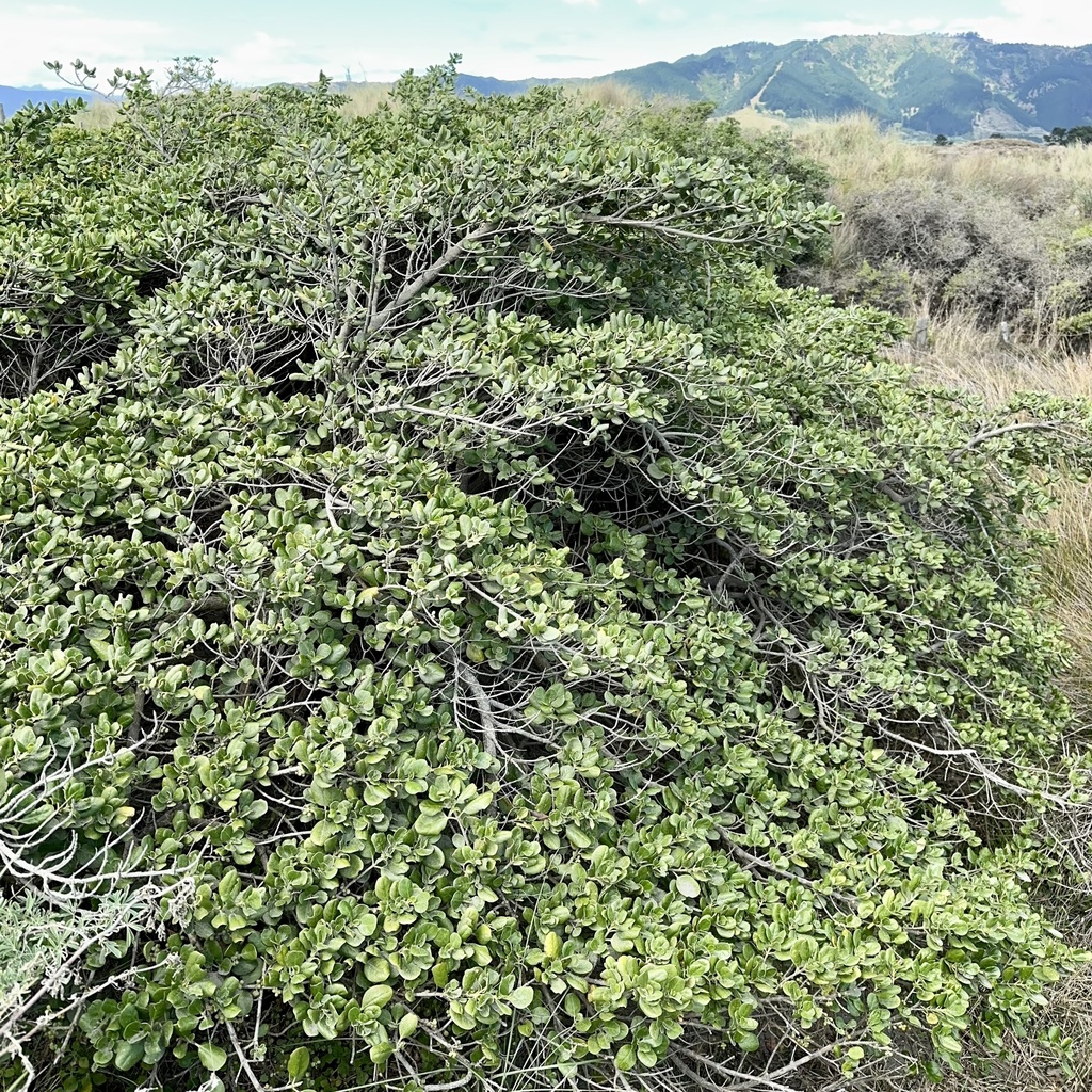 Taupata from Te Ika-a-Māui/North Island, Waikanae, Wellington, NZ on ...