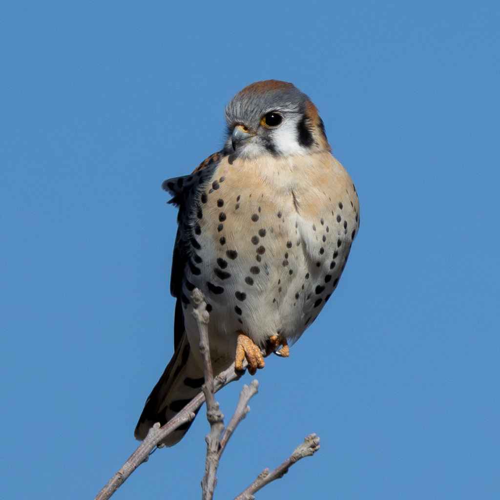 American Kestrel from Holmes Lake, Lincoln, NE 68506, USA on March 18 ...
