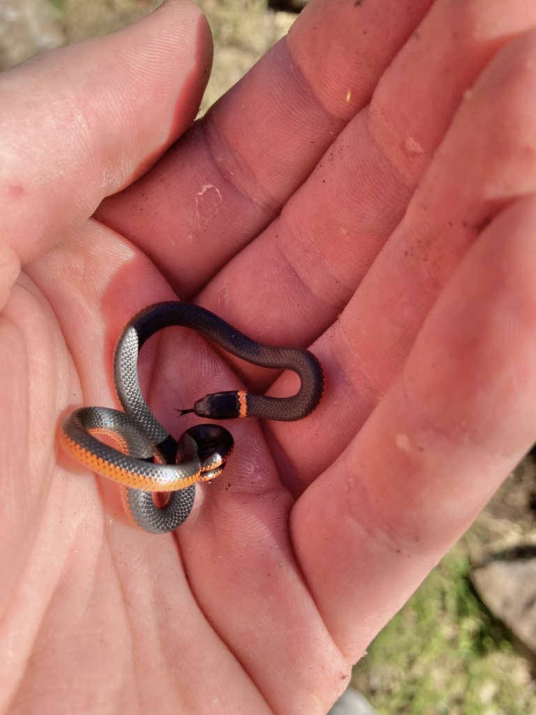 Northwestern Ringneck Snake in March 2024 by Colton Veltkamp · iNaturalist