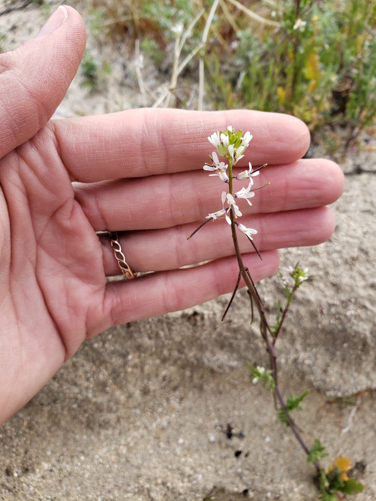 California mustard from Kern County, CA, USA on March 16, 2024 at 10:21 ...
