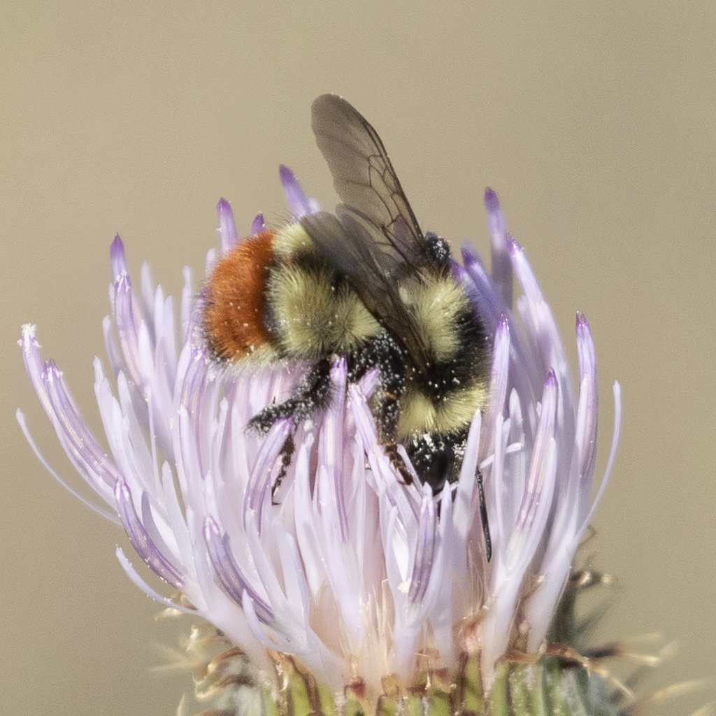 Great Basin Bumble Bee from Rio Blanco County, CO, USA on June 30, 2018 ...