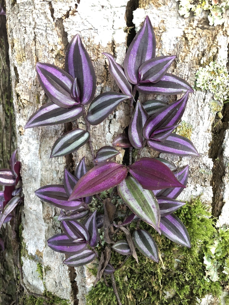 Matalí (Flora de Risaralda) · iNaturalist