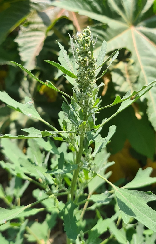 pitseed goosefoot from Bosque de Chapultepec II Secc, 11100 Ciudad de ...