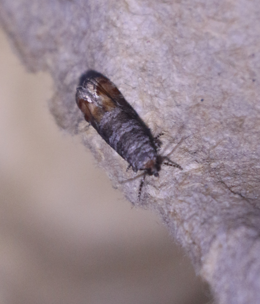 Codling Moth from Sunset Hill, Spokane, WA, USA on March 18, 2024 at 08 ...
