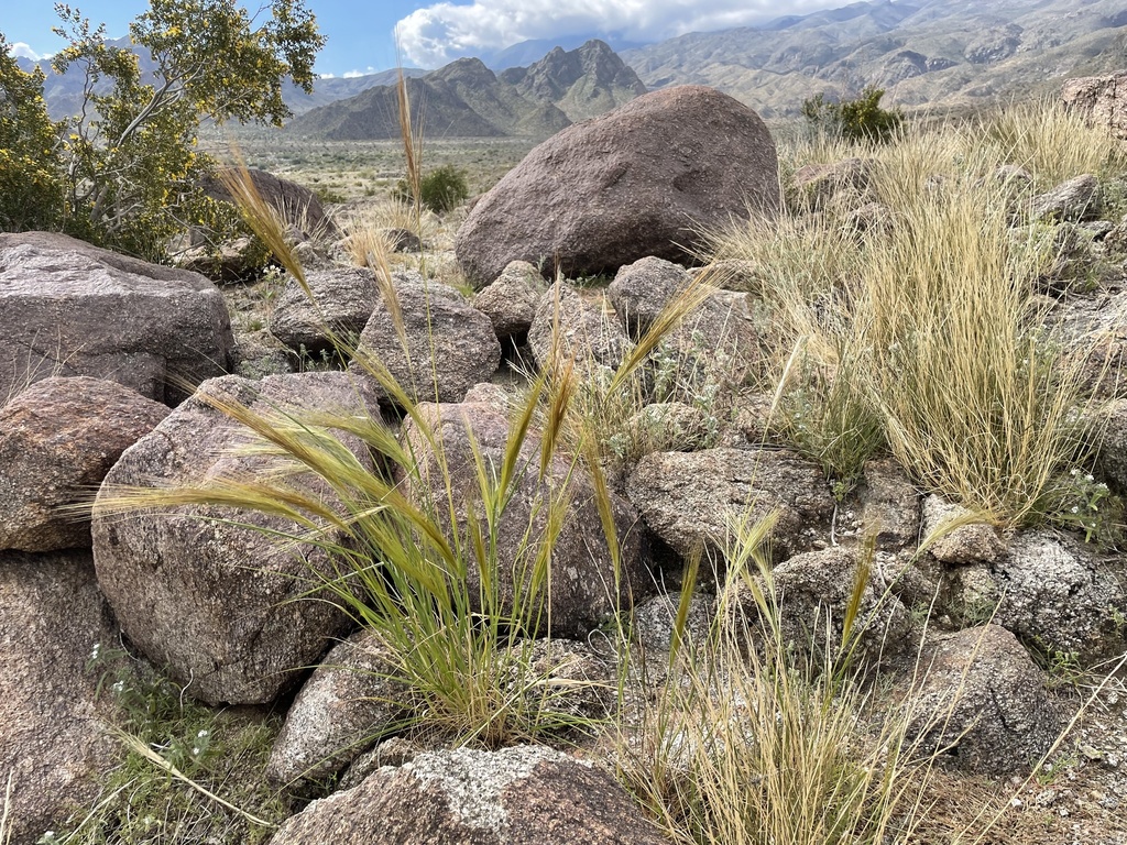 cape ricegrass from Santa Rosa and San Jacinto Mountains National ...
