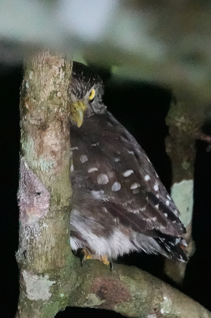 Ferruginous Pygmy-Owl from Cachoeiras de Macacu - State of Rio de ...