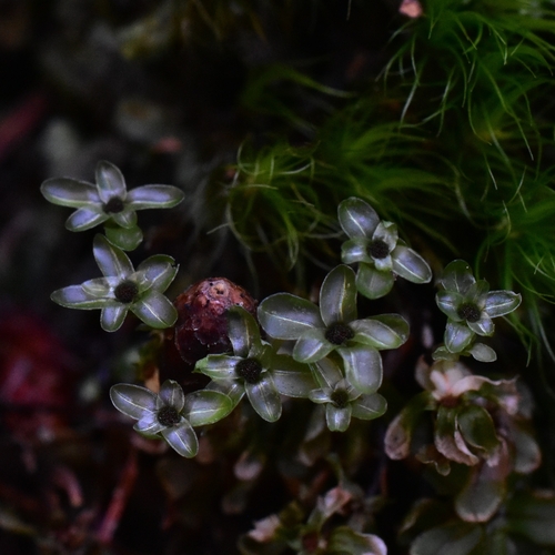 Observations by jordan_gates_ · iNaturalist