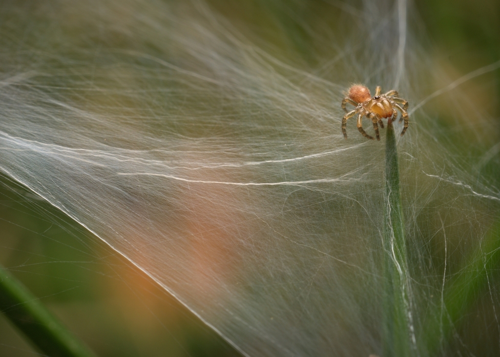 Purse-web Spider from 09 Chemnitz-Wittgensdorf, Deutschland on 17 March ...