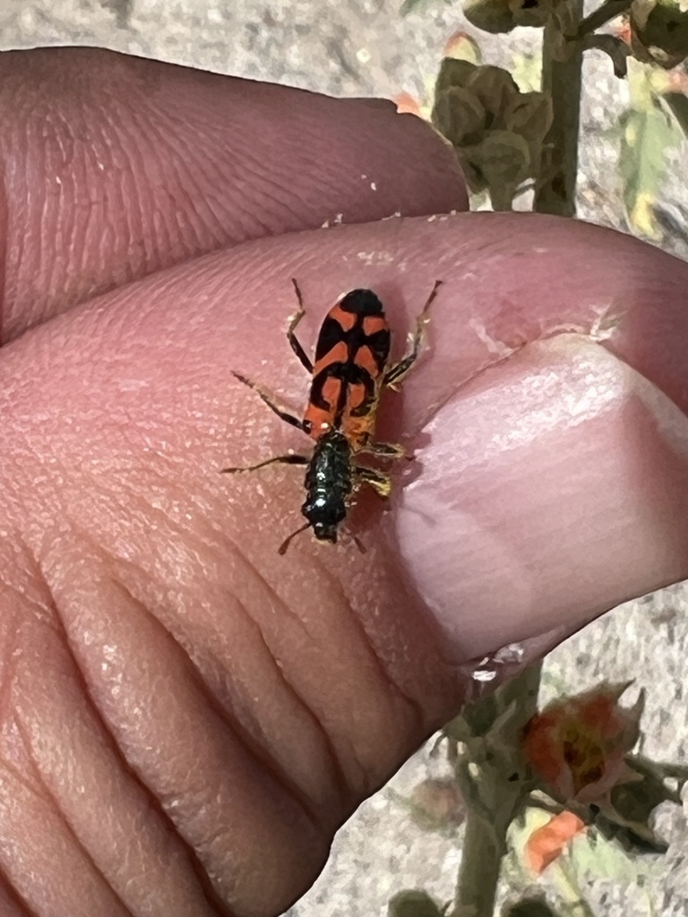 Ornate Checkered Beetle from Mexicali, B.C., MX on March 18, 2024 at 03 ...