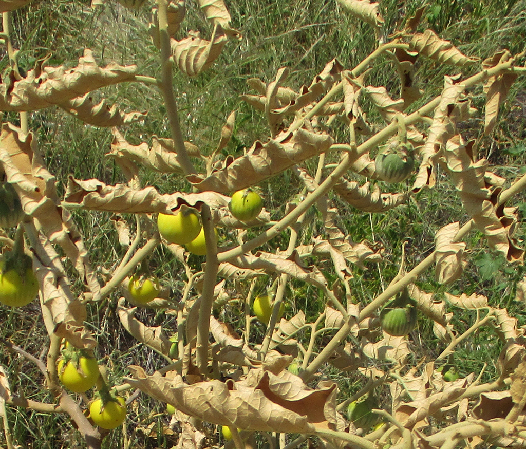 Thorn Bitter Apple from Palapye Botswana on March 14, 2024 by ...