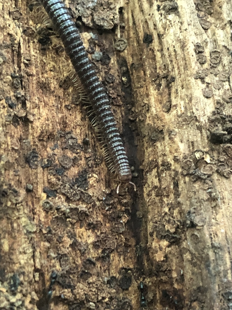 Ornate Millipedes from Fernbank Forest and Rec Center, Atlanta, GA, US ...