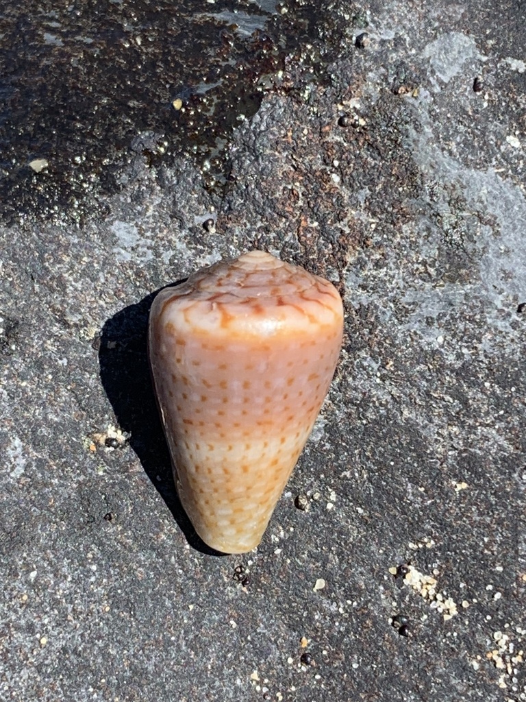 Black-end Cone from Bongil Bongil National Park, Bundagen, NSW, AU on ...