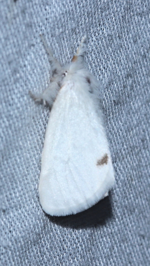 Omnivorous Tussock Moth from Morwell National Park, Billys Creek Track ...