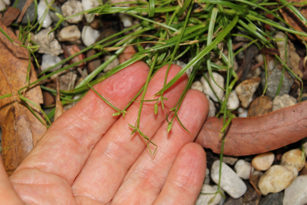 Slender Flat-sedge from Smiths Lake NSW 2428, Australia on March 19 ...
