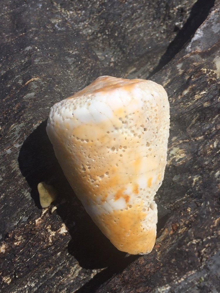 The Captain Cone from Bongil Bongil National Park, Bundagen, NSW, AU on ...