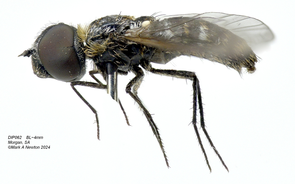 banded bee flies from Morgan SA 5320, Australia on March 19, 2024 at 03 ...