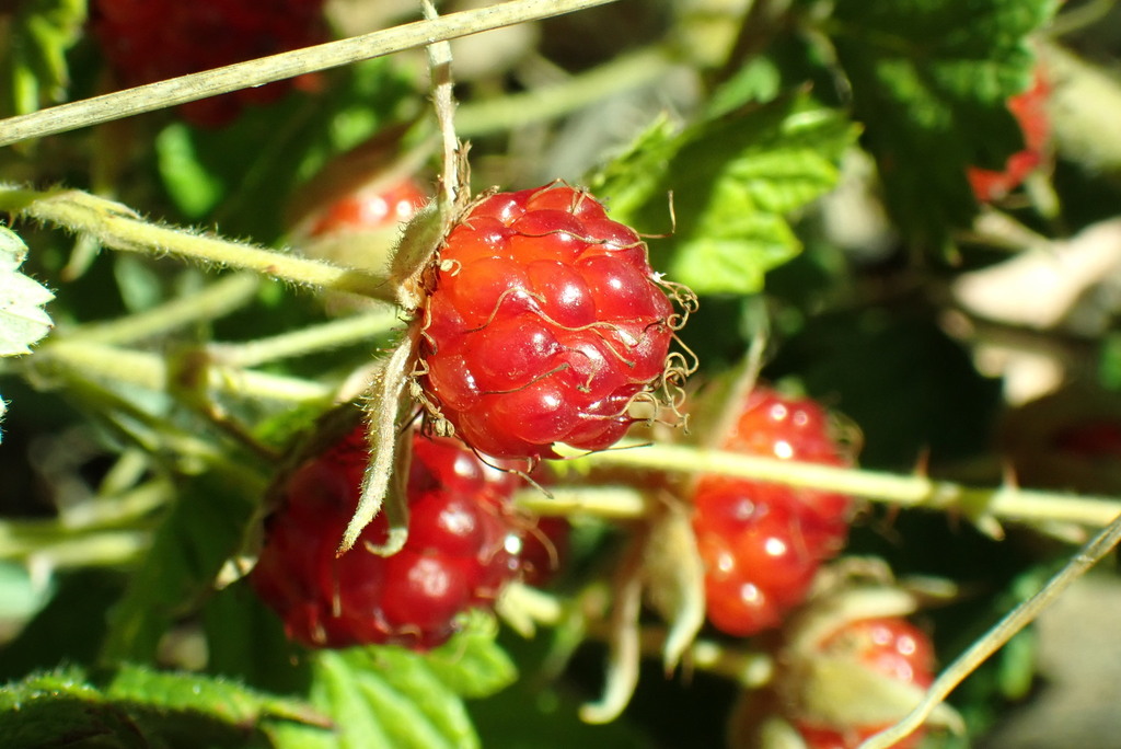 small-leaf bramble from Guyra NSW 2365, Australia on March 11, 2024 at ...