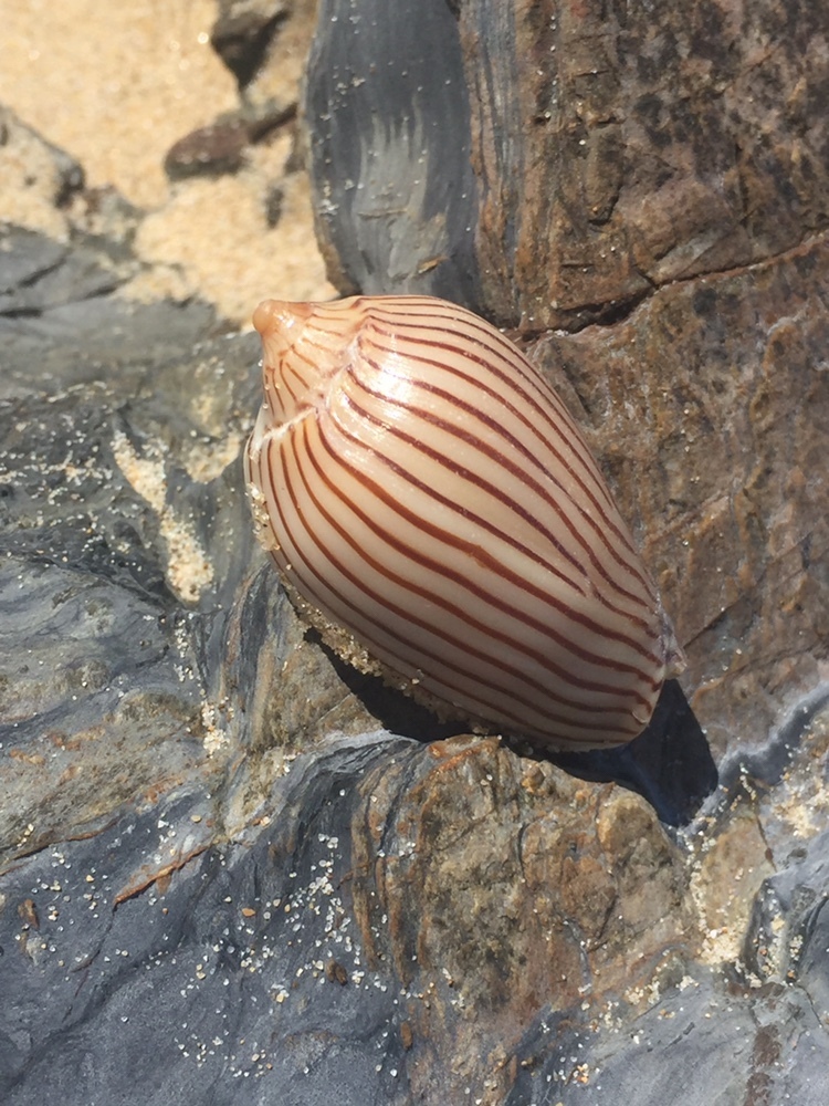 Zebra Volute from Bongil Bongil National Park, Bundagen, NSW, AU on ...