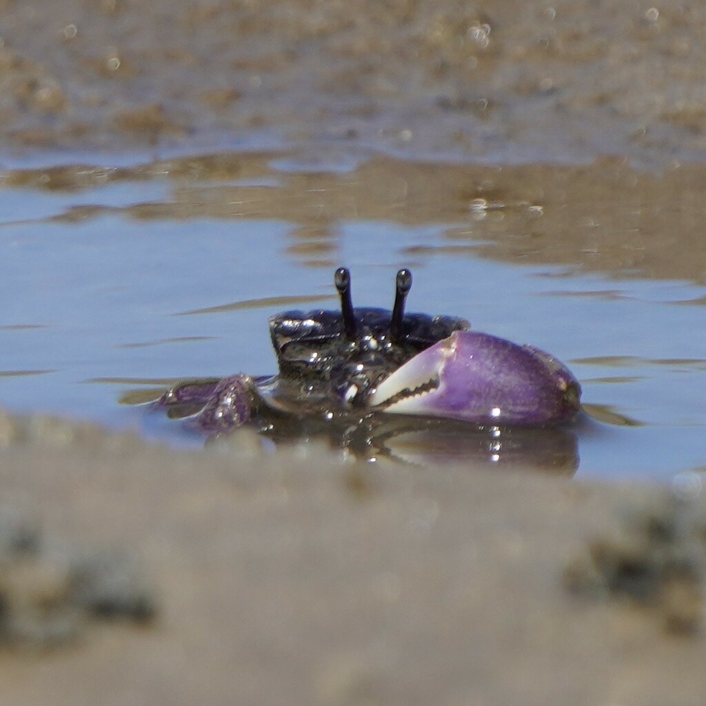 Semaphore Crab from Port Macquarie NSW 2444, Australia on March 19 ...