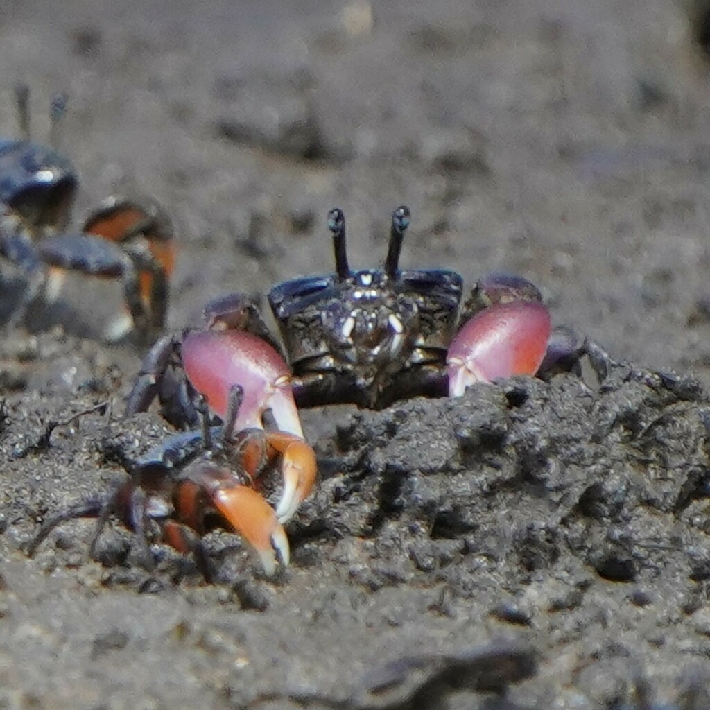 Semaphore Crab from Port Macquarie NSW 2444, Australia on March 19 ...