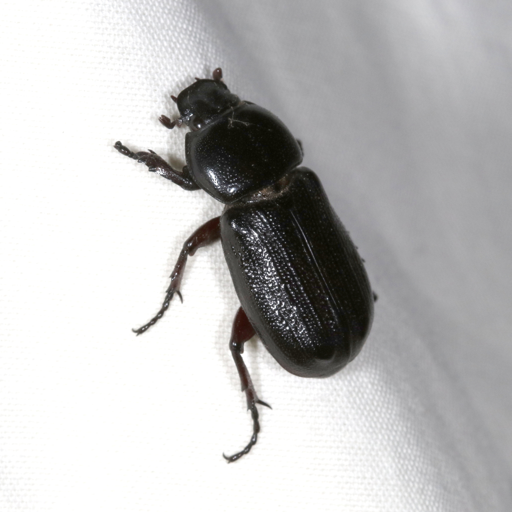 Cryptodus from Little River VIC 3211, Australia on March 16, 2024 at 09 ...