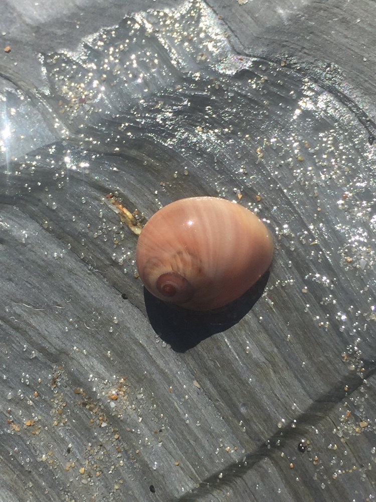 Conuber melastoma from Bongil Bongil National Park, Bundagen, NSW, AU ...