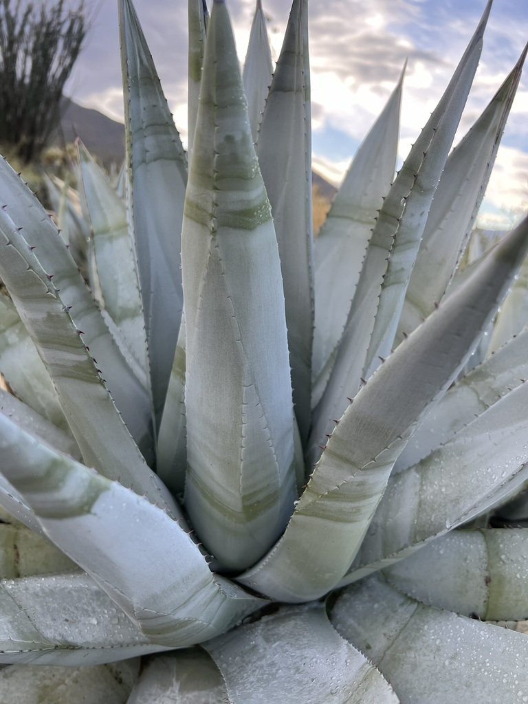 Agave deserti deserti from San Diego County, CA, USA on March 16, 2024 ...