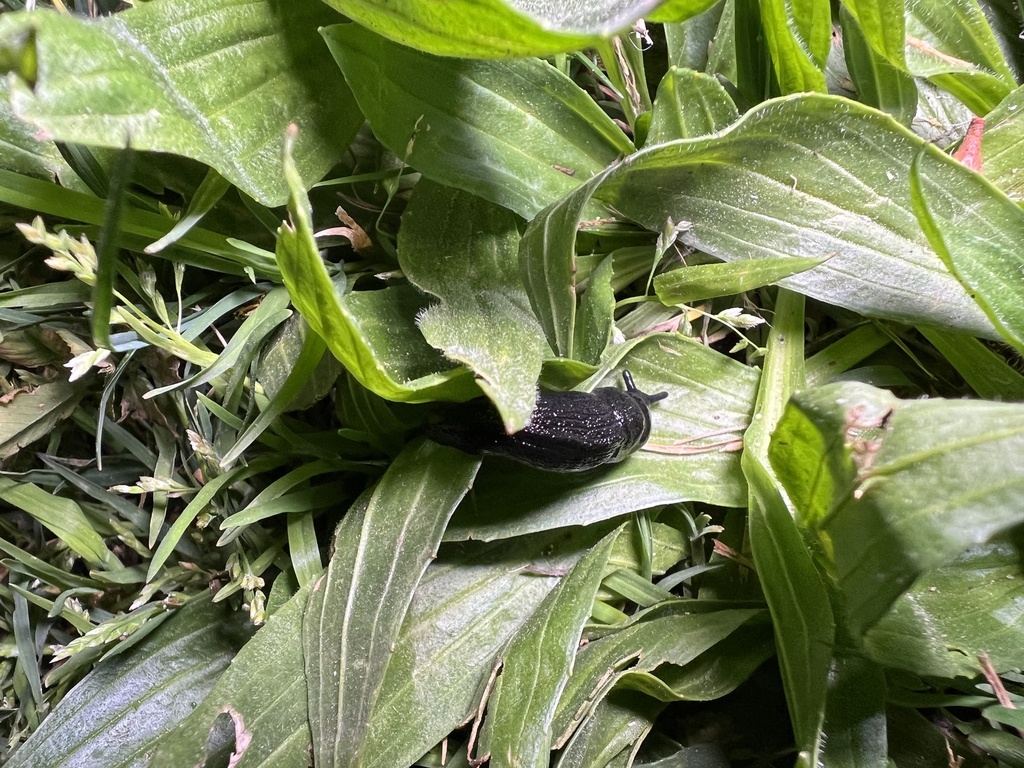 Greenhouse Slug in March 2024 by zspyk007 · iNaturalist