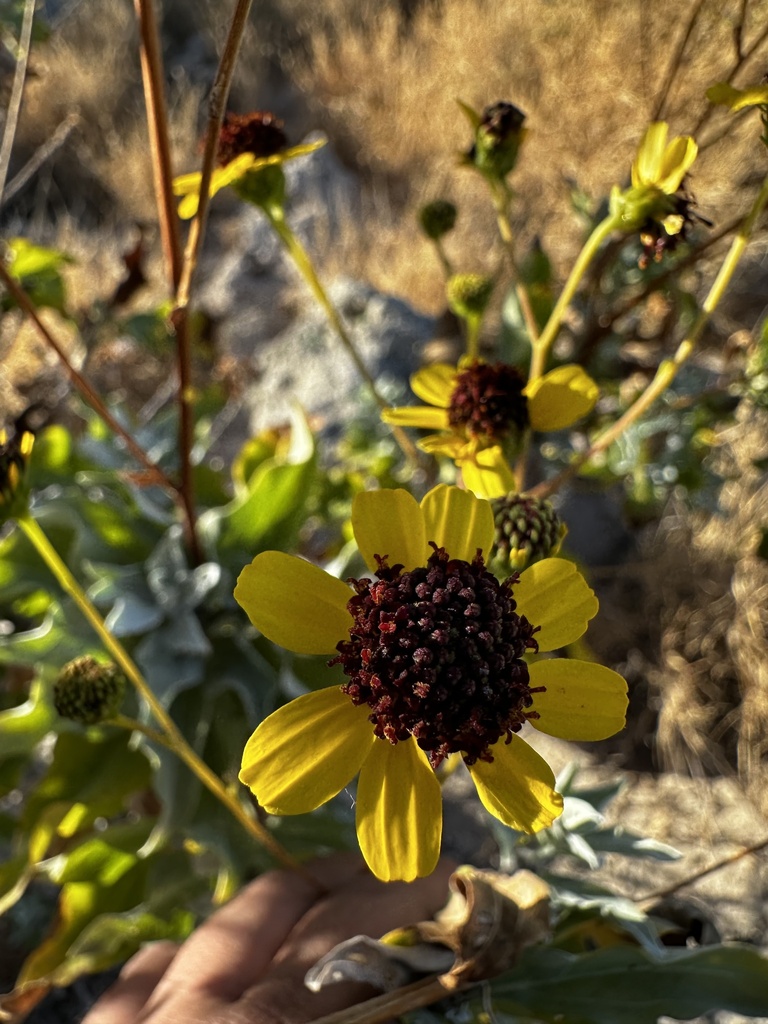 flor de rocío desde La Paz, B.C.S., MX el 17 de marzo de 2024 a las 04: ...