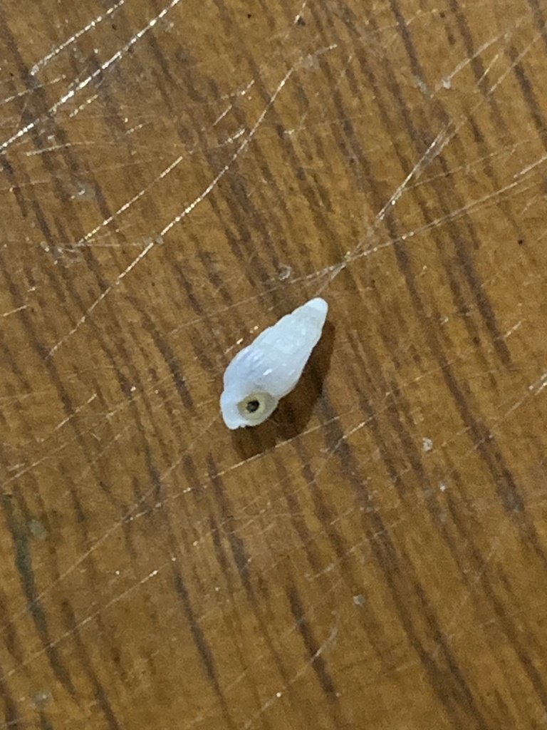 Rissoina from Bongil Bongil National Park, Bundagen, NSW, AU on March ...