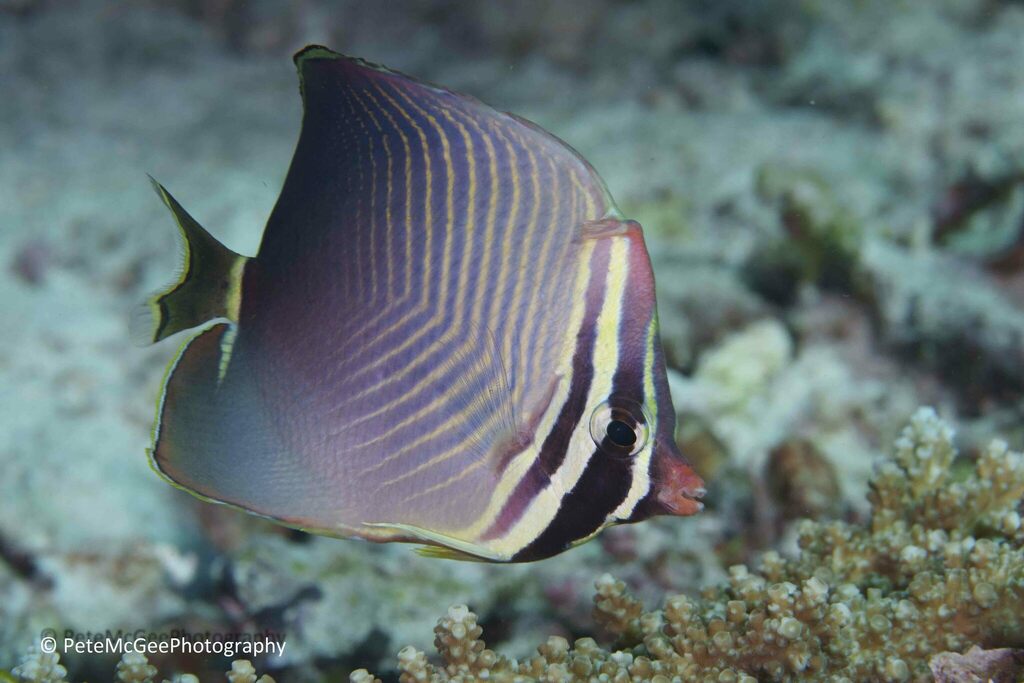 Eastern Triangle Butterflyfish (Chaetodon baronessa) - Marine Life ...