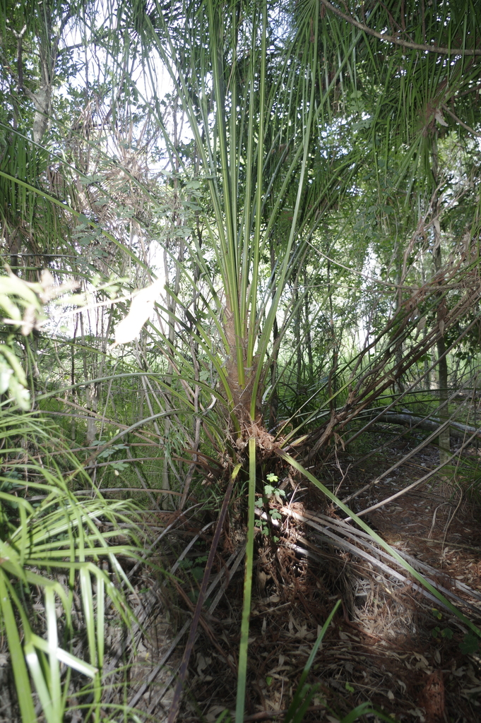 Ribbon Fan Palm from Hervey Bay QLD 4655, Australia on March 19, 2024 ...
