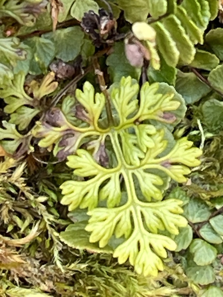 Cryptogramma brunoniana from 合歡山國家森林公園, 仁愛鄉, NAN, TW on March 18, 2024 ...