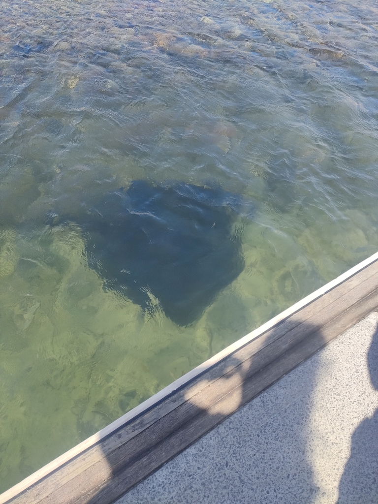 Short-tail Stingray from Marine Pde/Woolamai Gr, San Remo VIC 3925 ...