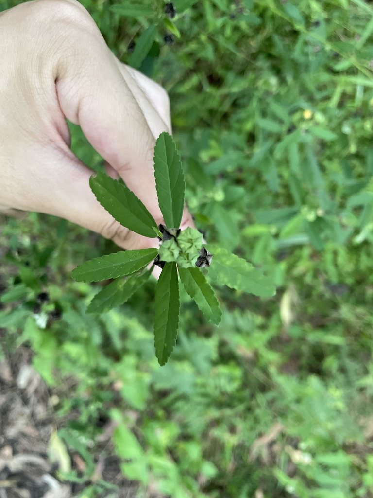Cuban jute in March 2024 by Pintsen JIN · iNaturalist
